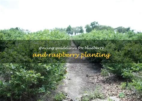 How Far Apart Should You Plant Raspberry Bushes The Tube