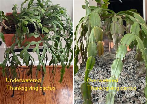 Overwatered Vs Underwatered Cactus Differences Fix Citycacti