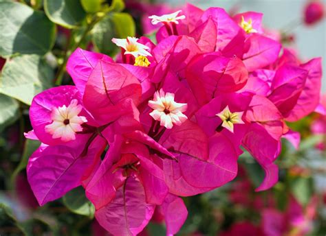 Malaysian Flowers Images Best Flower Site