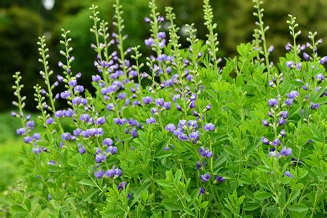 Baptisia Australis Leaves