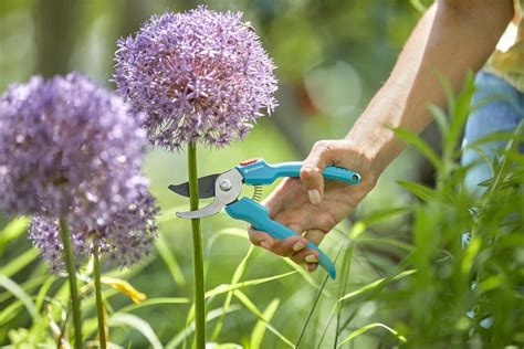 Pruning Tools Garden Center Advice