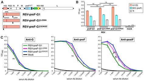 Enhancing Anti G Antibody Induction By A Live Single Cycle Prefusion F