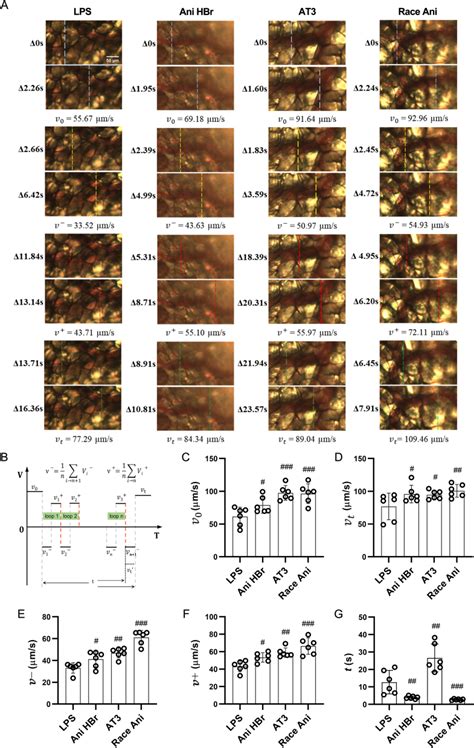 Improvement Of Hemodynamics In Mesenteric Microcirculation In Septic