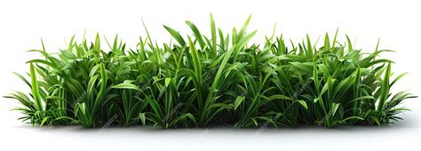 Premium Photo Grass Clipart Grass Clip Art