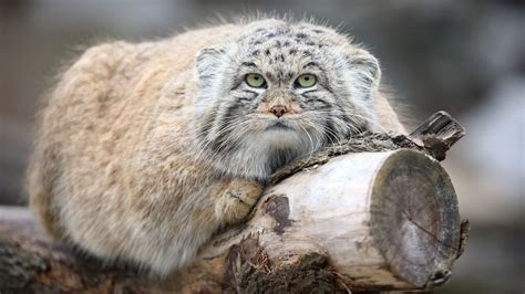 Pallass Cat One Of The Worlds Oldest Felines That Stands On Its