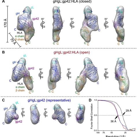 Biolayer Interferometry Bli Binding Studies With Wildtype Gp42