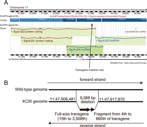 Figure 4 From Analysis Of The Transgene Insertion Pattern In A Transgenic Mouse Strain Using