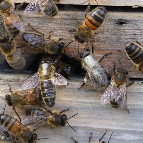 Trogtrogblog Ghost Bees