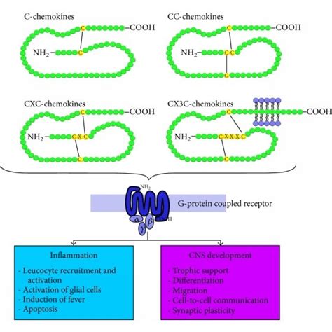The Chemokine Ligandreceptor Network Is Potentially Involved In Varied
