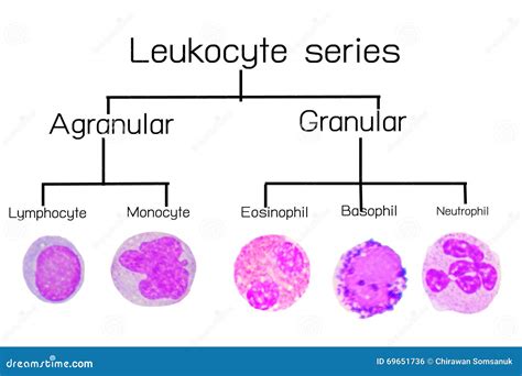 The Structure Of The White Blood Cells Leukocyte Vect
