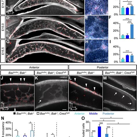 Epithelial Island Cells Migrate Collectively In Mes Removal A B Download Scientific Diagram