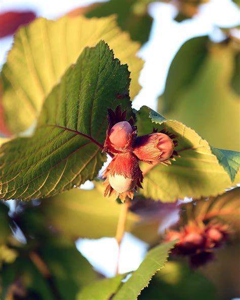 Potted Hazelnut Trees For Sale At John Musgrave Blog
