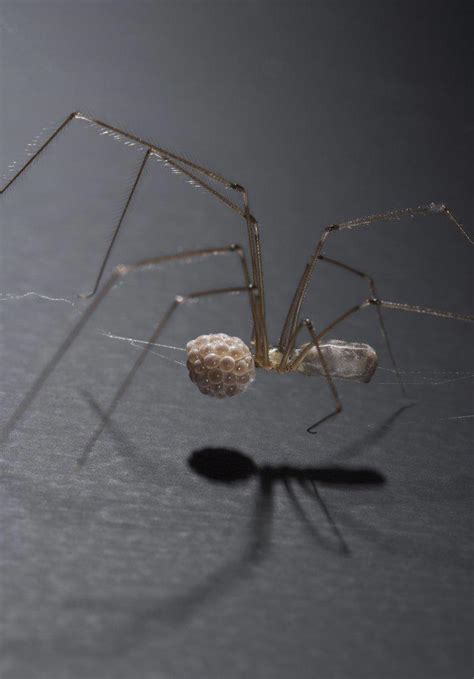 Daddy Long Legs Spider Pholcus Phalangioides Female Carrying Egg Sac Worldwide Distribution