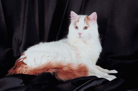 Turkish Van Cat Breed Profile Litter Robot