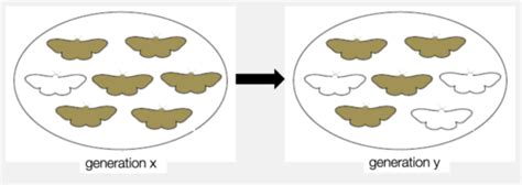 Quiz 6 Evolutionary Biology Flashcards Quizlet
