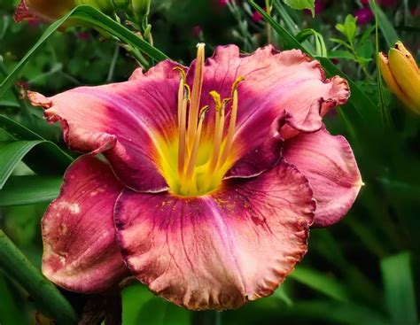 Die Hängenden Gärten Der Sulamith Verein Gartenlust