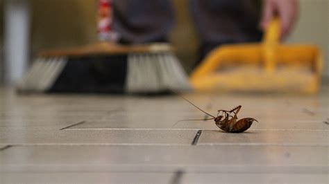 Types Of Cockroaches In Texas And How To Prevent Them