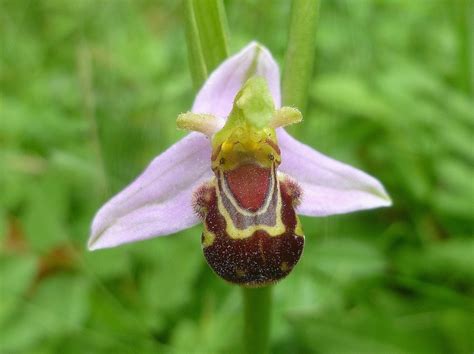 Bee Orchid Orchids Beautiful Orchids Bee