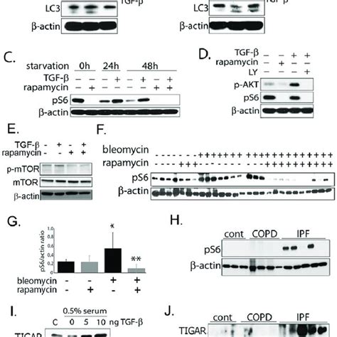 Hydroxyproline Assay Measuring Lung Collagen Content Demonstrates Download Scientific Diagram