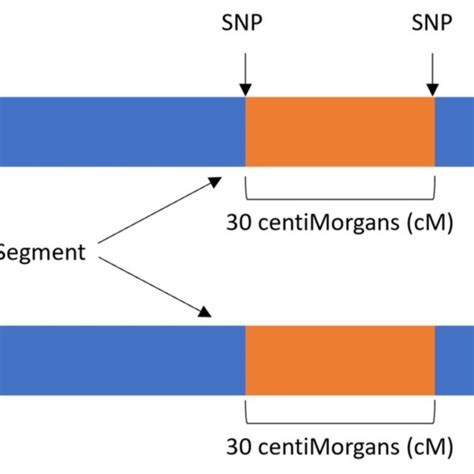 Matching Dna Segment Measured In Centimorgans Cm For Dna Matches Download Scientific Diagram