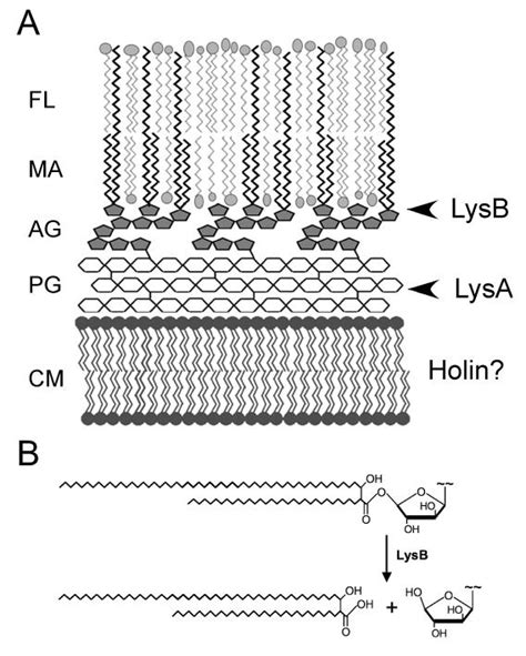 Lysis Enzymes And Regulation In Bacteriophages Saclab Tamu