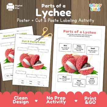 Parts Of A Lychee Anatomy Poster Tropical Fruit Science Cut And Paste