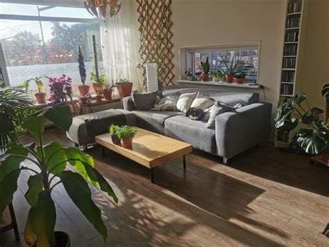 Living Room With Most Of My Plants I Love Having South Facing Windows