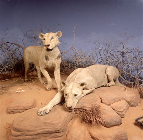 New Evidence In The Long Standing Mystery Of The Tsavo Man Eater
