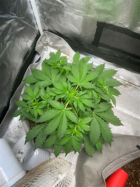 Autoflower Pre Flower Rmicrogrowery
