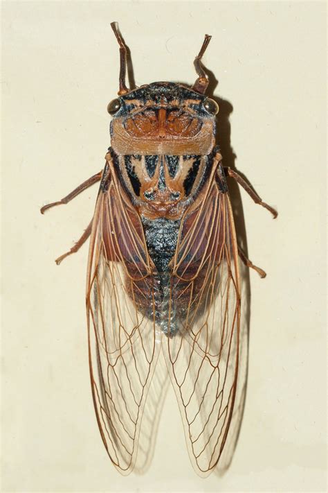 Pin By Lizard Teyou On Cicada Australian Insects Cicada Insects