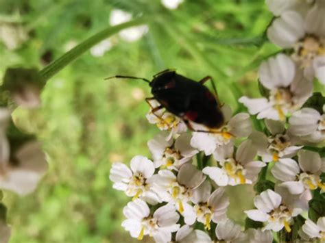 Red Bug Deraeocoris Ruber