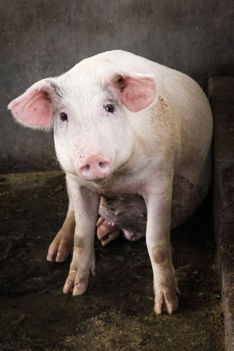 Cute Pig Sitting And Staring Into The Camera Stock Image Image Of