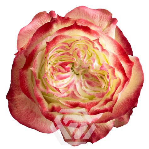 Apple Jack Tessa The Finest Flowers
