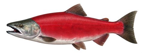 Sockeye Salmon Columbia River Fishing Guides
