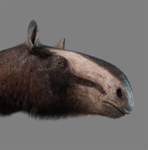 Odd Toed Ungulate Fossil Natural Atlas