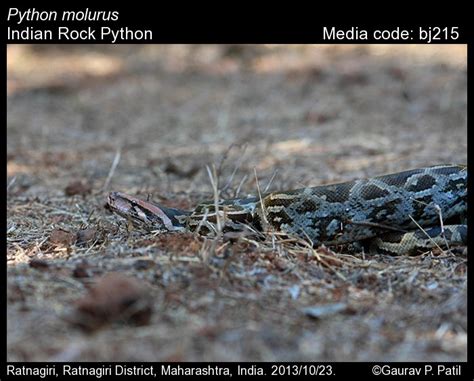 Python Molurus Linnaeus 1758 Indian Rock Python Reptiles