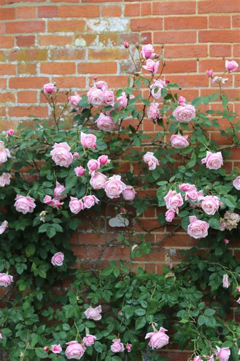 Pink Roses Climb A Red Brick Wall Photo Free Flower Image On Unsplash