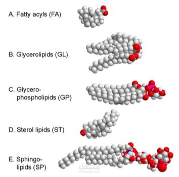 Lipids مستقل