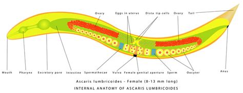 Roundworm External Diagram