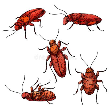 Cockroach Behavior Stock Illustrations 113 Cockroach Behavior Stock