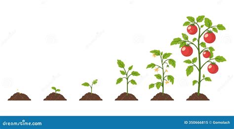 Tomato Growth Stages Illustration Vector Cartoon Showing Tomato Growth