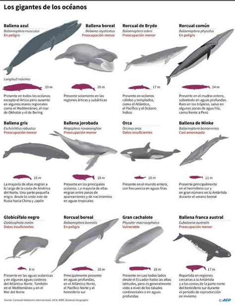Victoria Para Las Ballenas Aprobaron Resolución Contra Su Caza Semana