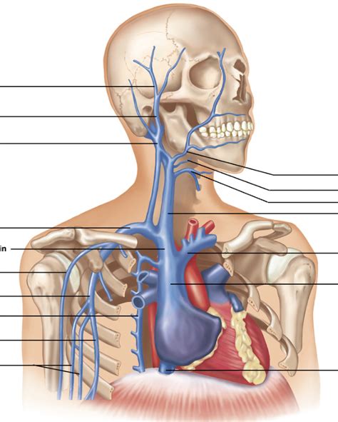 Cephalic Veins Diagram Quizlet