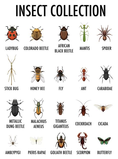 Insect Classification Identification Insect Detect Docs