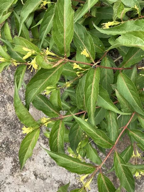 Diervilla Lonicera Shrub Dwarf Bush Honeysuckle Dwarf Bush