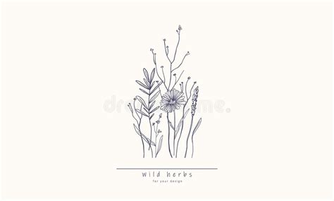 Botanical Line Art Design Of Wild Field Flora Herbs Flowers Leaf