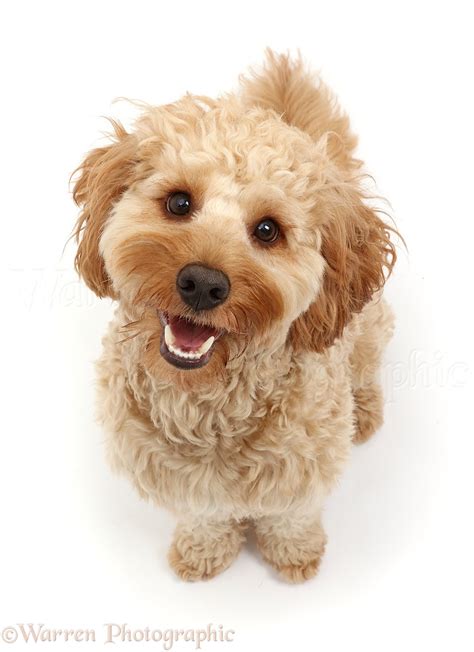 Cockapoo Dog Sitting And Looking Up Photo Wp44435