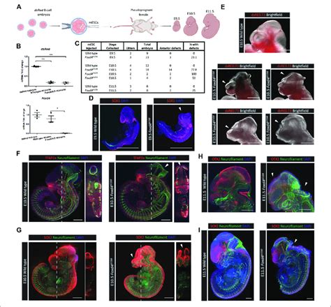 Foxd4 Lof Mesc Derived Chimeras Display Neural Tube Closure Defect