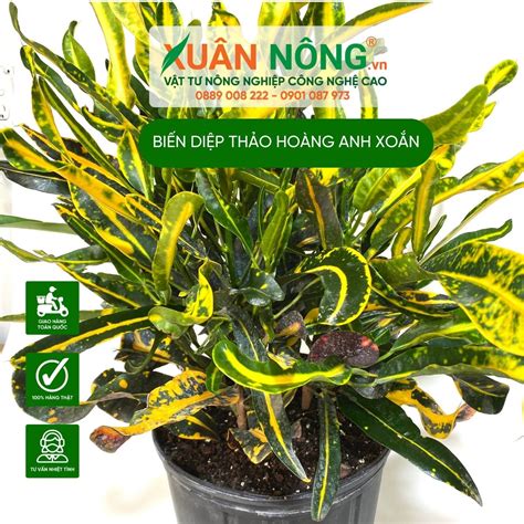 Cây Codiaeum Variegatum Twisted N Point Biến Diệp Thảo Hoàng Anh Xoắn