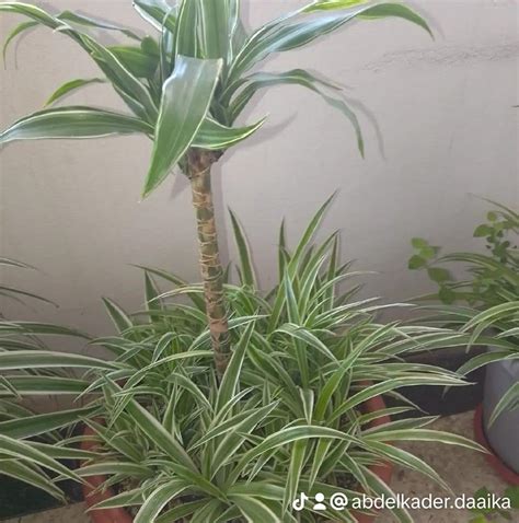 إدارة الوقت لنجعل الحياة تبتسم من حولنا نباتات Facebook